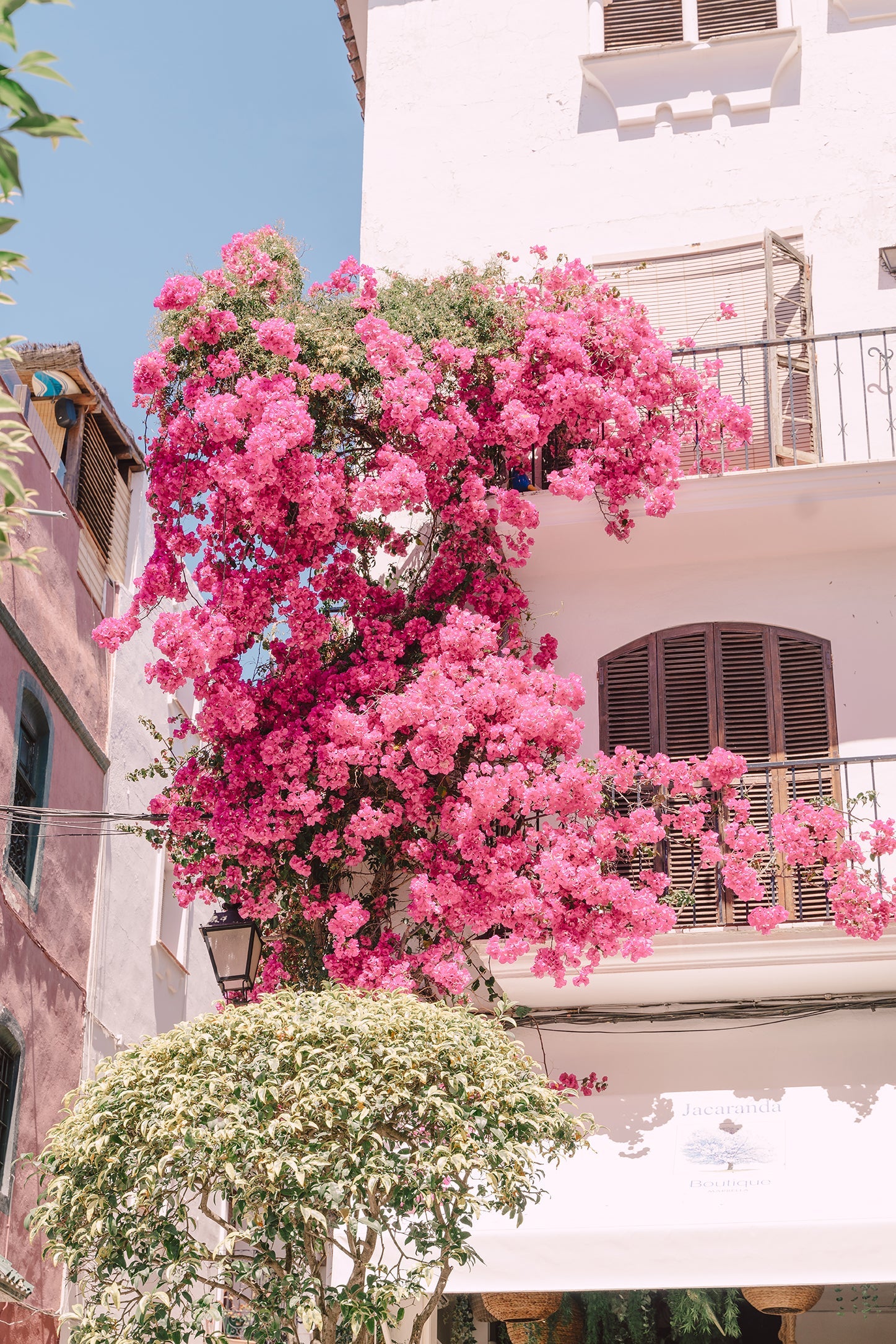 Marbella Flowers - Marbella, Spain – It Began In Paris